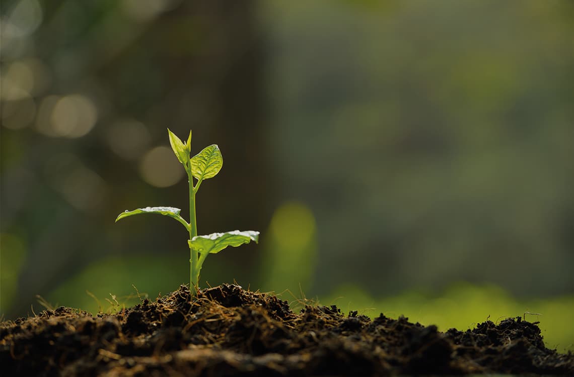 Comment faire pousser un arbre en hauteur ? - Jardinier.net Comment faire pousser un arbre en hauteur ? - Jardinier.net